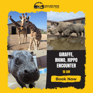 VIP Animal Encounters - Grand Rapids Zoo - Boulder Ridge Wild Animal Park