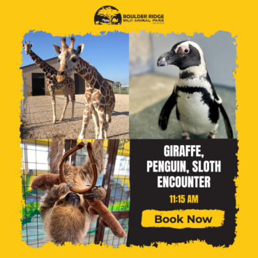 VIP Animal Encounters - Grand Rapids Zoo - Boulder Ridge Wild Animal Park