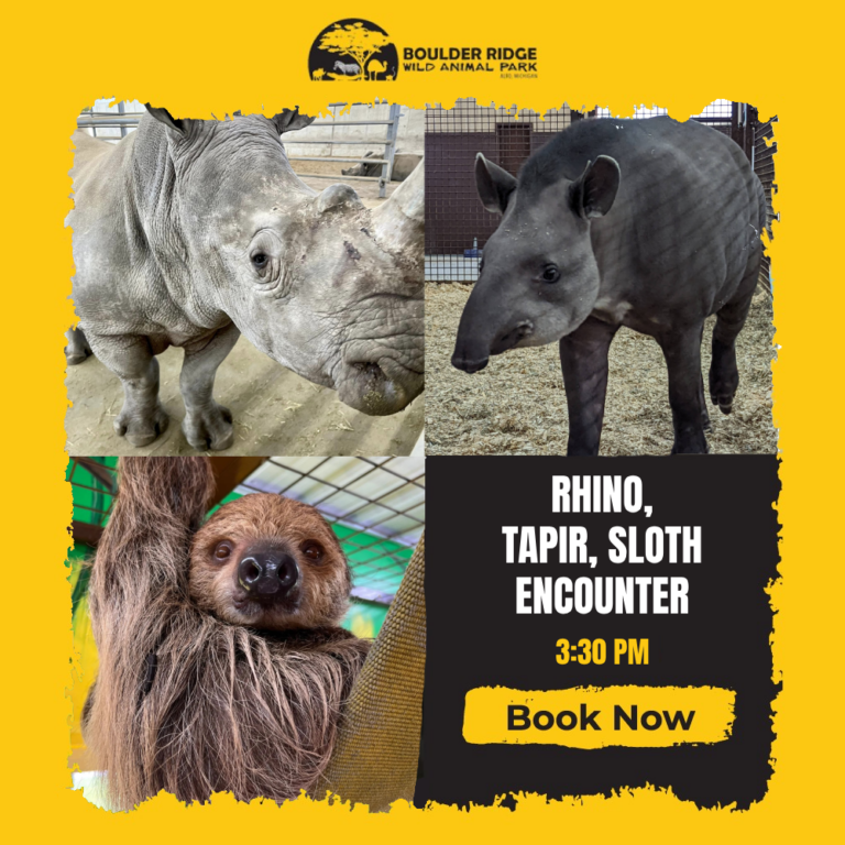 VIP Animal Encounters - Grand Rapids Zoo - Boulder Ridge Wild Animal Park