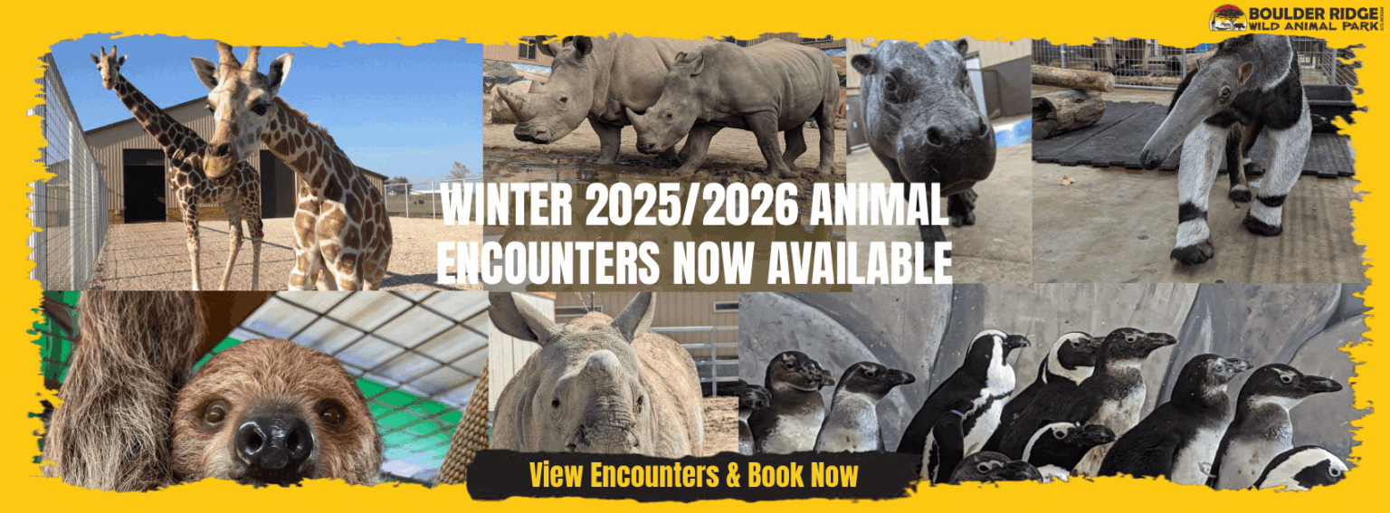Off-season Animal Encounters - Grand Rapids Zoo - Boulder Ridge Wild ...